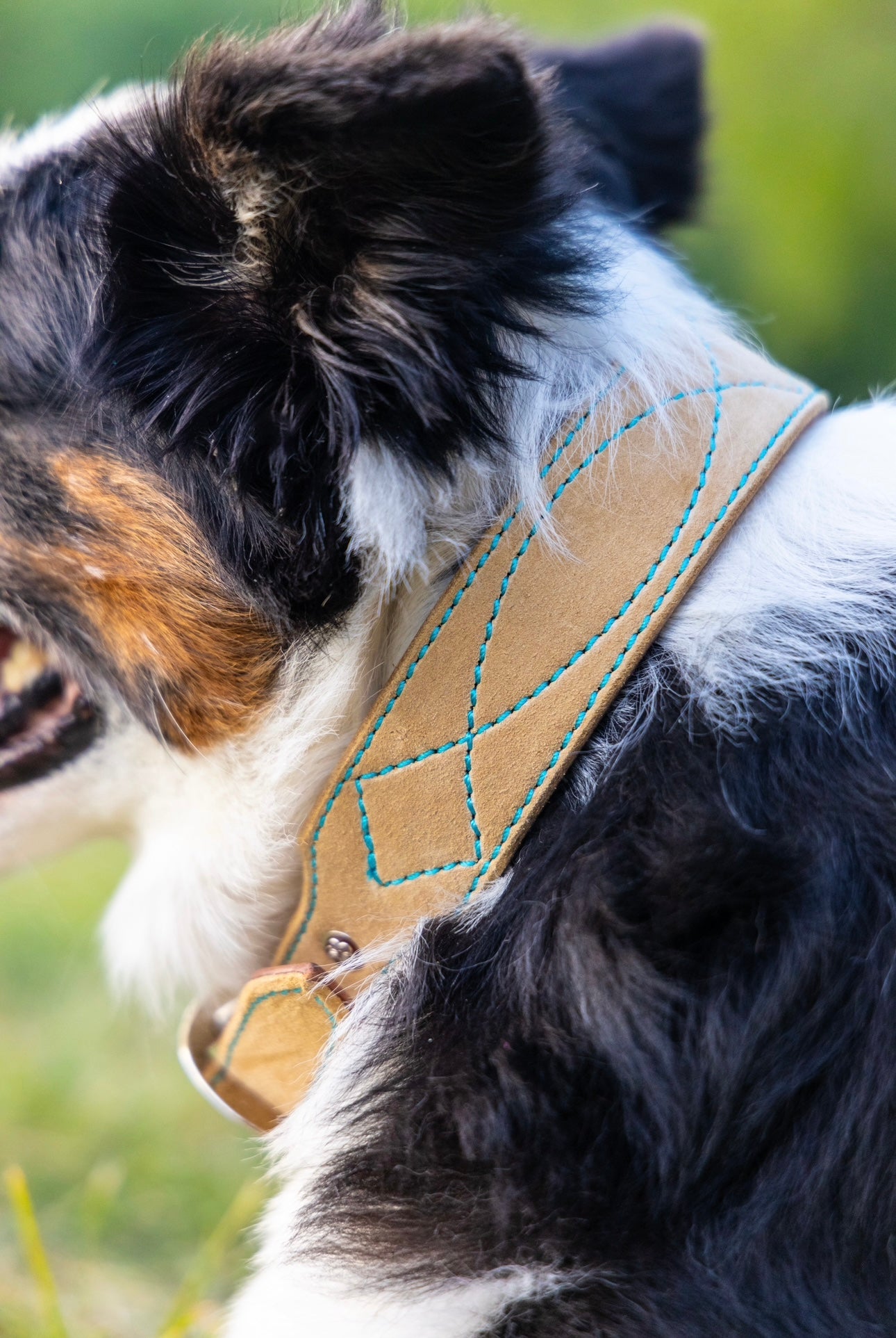 CUSTOM CANINE COLLAR STARTING AT $35.00 – Remuda Leather Co.